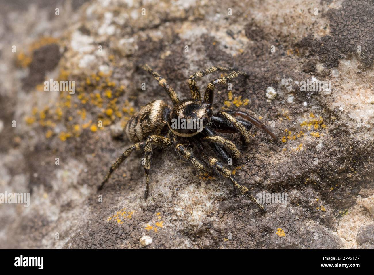 A jumping spider (Salticus sp) hunting across rocks on the beach at ...