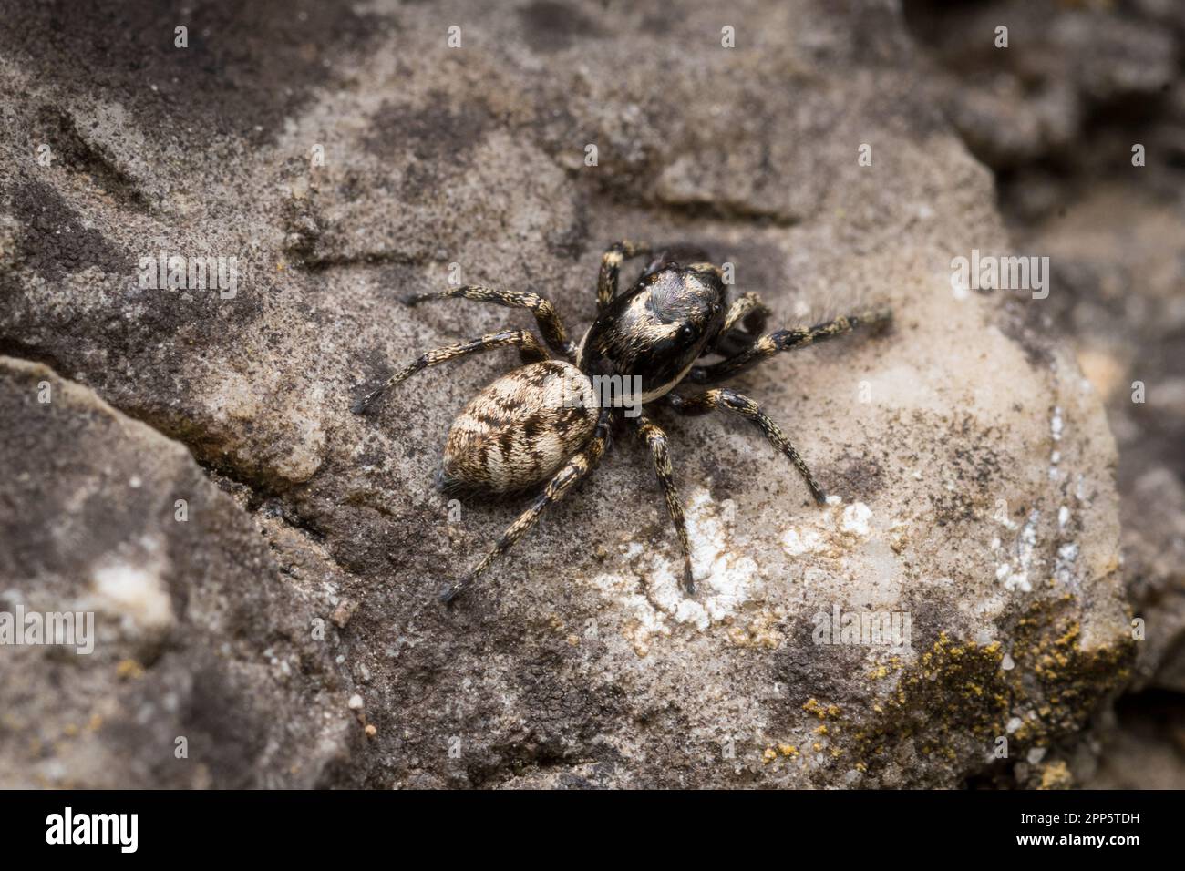 A jumping spider (Salticus sp) hunting across rocks on the beach at ...