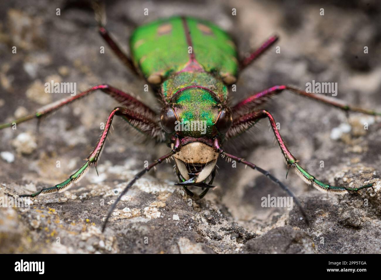 A green tiger beetle (Cicindela campestris) on the hunt for prey. Taken ...