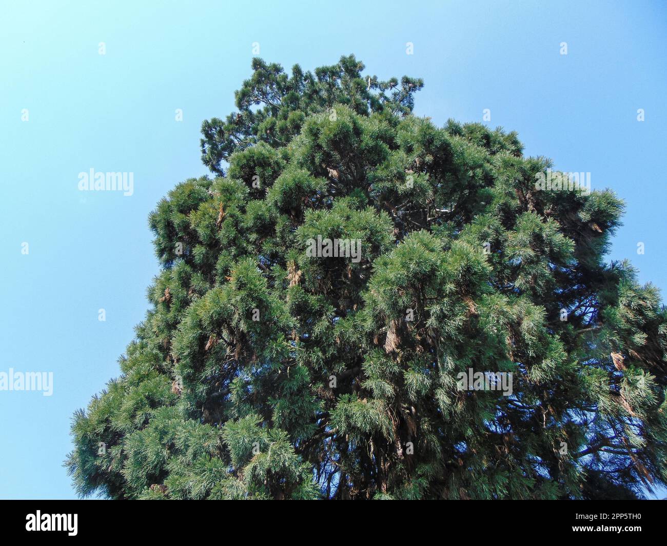 Sequoia tree in maramures hi-res stock photography and images - Alamy