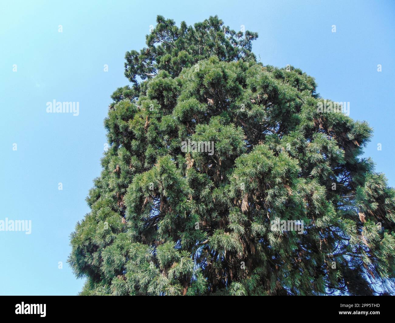 Sequoia gigantea tree in the village of Ardusat in Maramures county ...