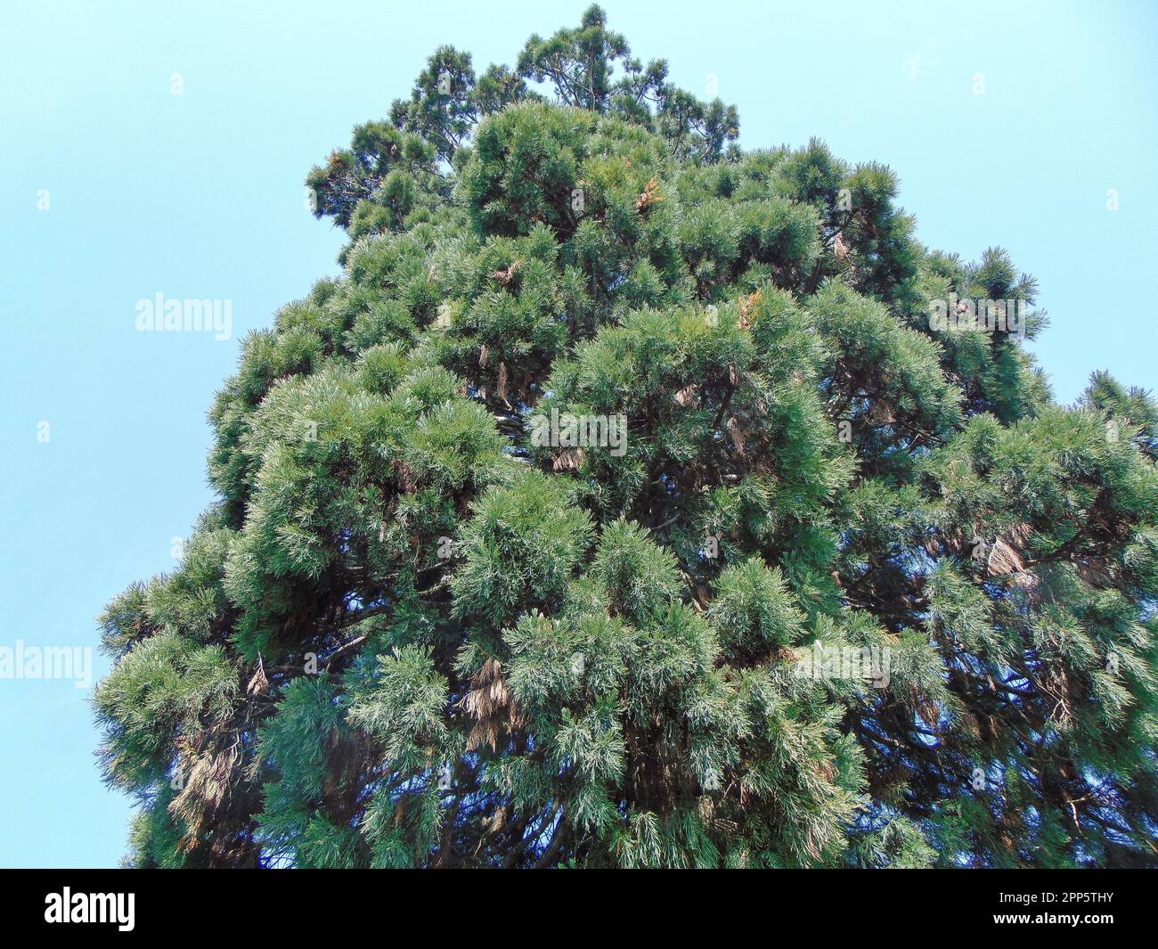 Sequoia gigantea tree in the village of Ardusat in Maramures county ...
