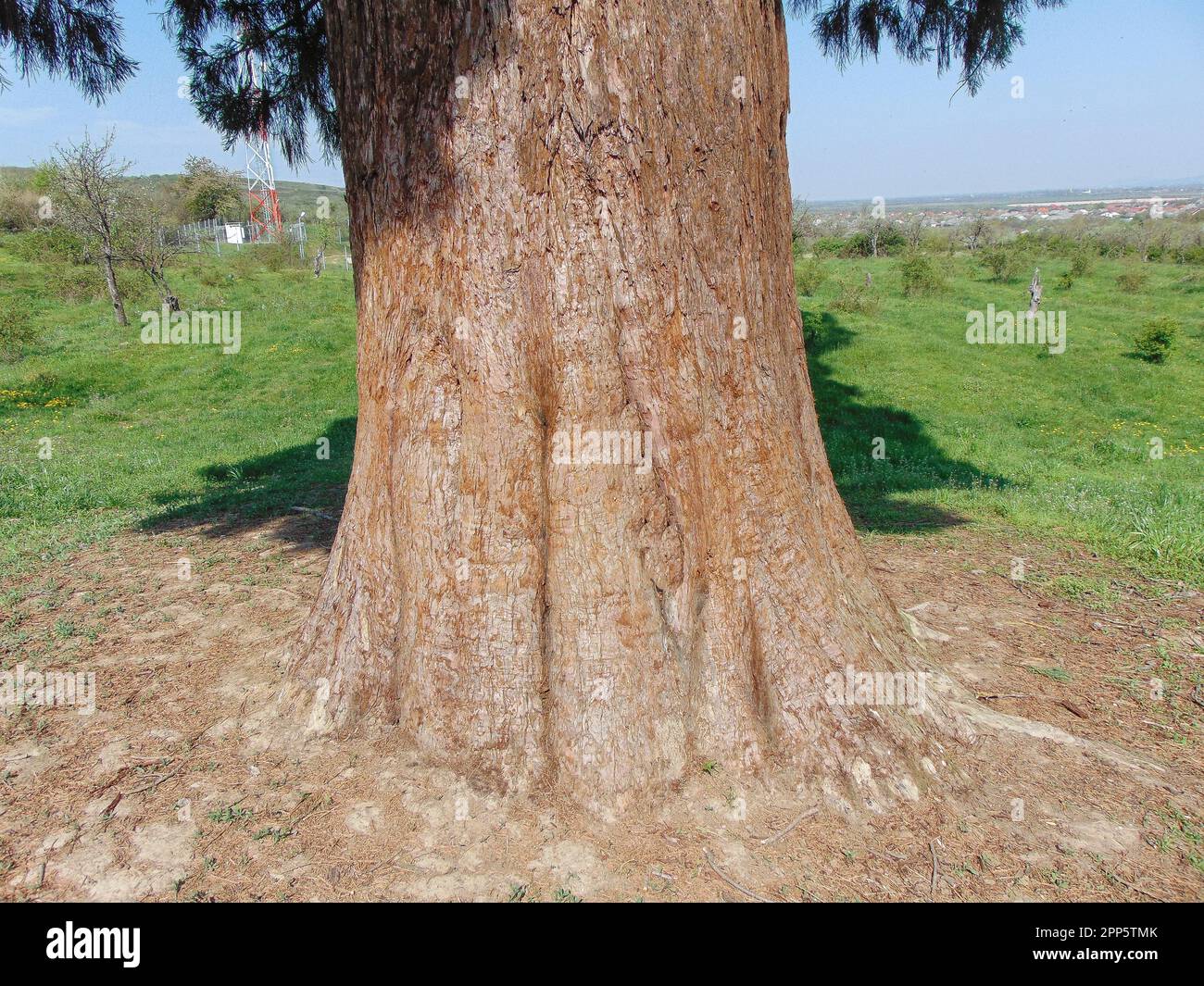 The trunk of a Sequoia gigantea tree, located in the village of Ardusat ...