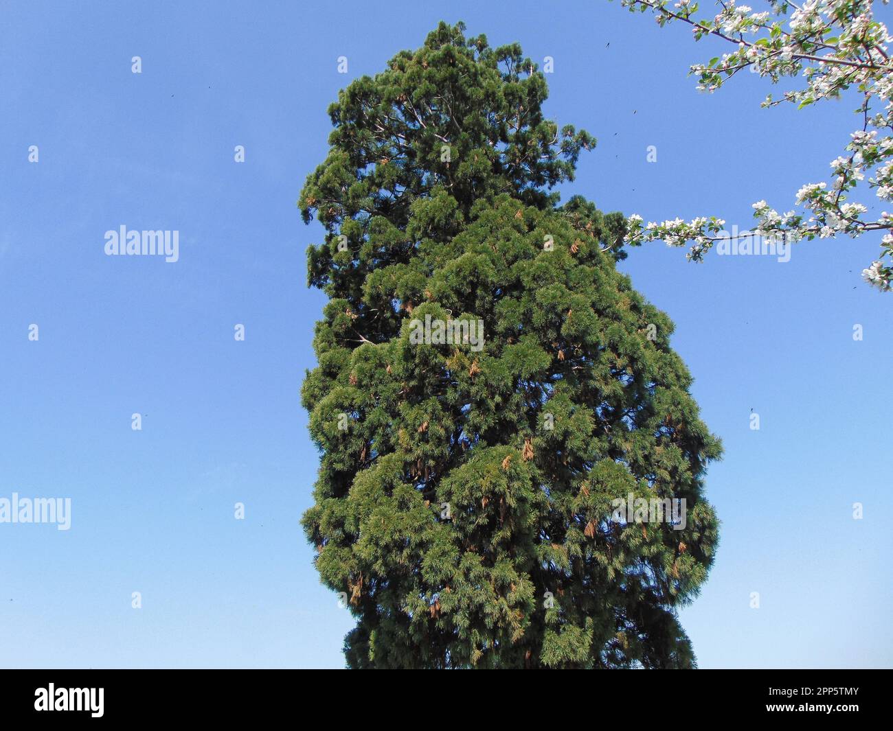 Sequoia gigantea tree in the village of Ardusat in Maramures county ...