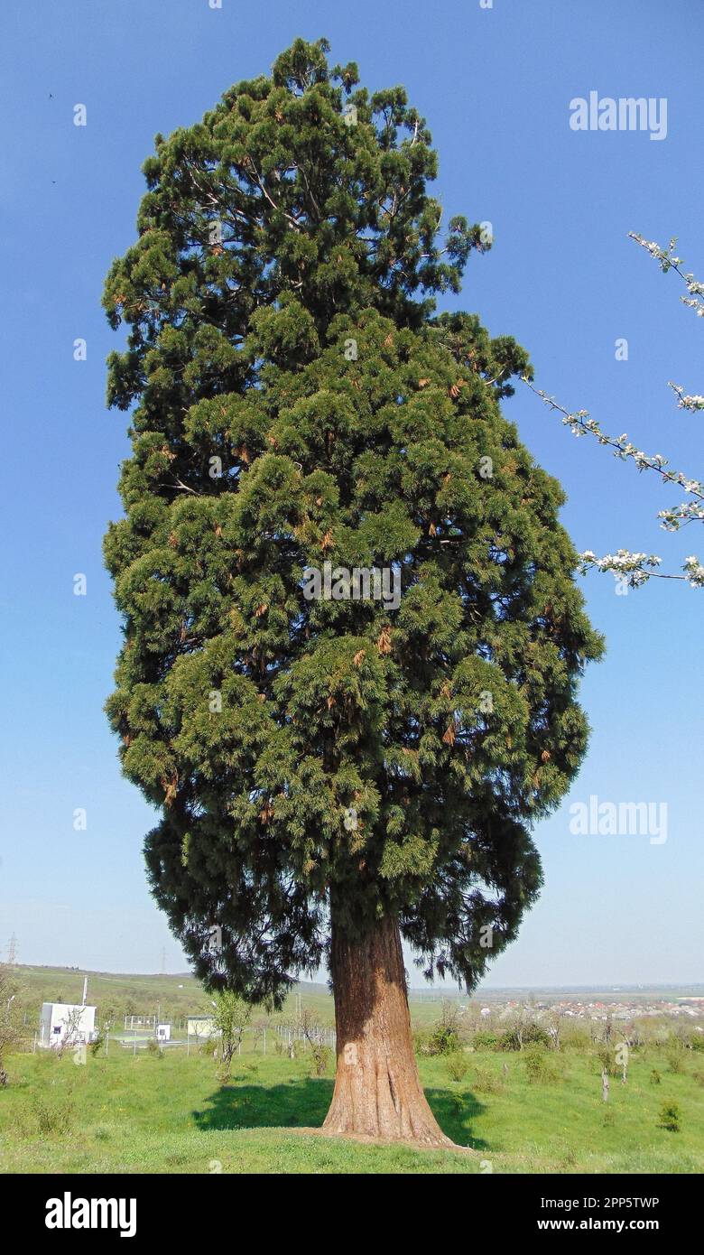 Sequoia gigantea tree in the village of Ardusat in Maramures county ...