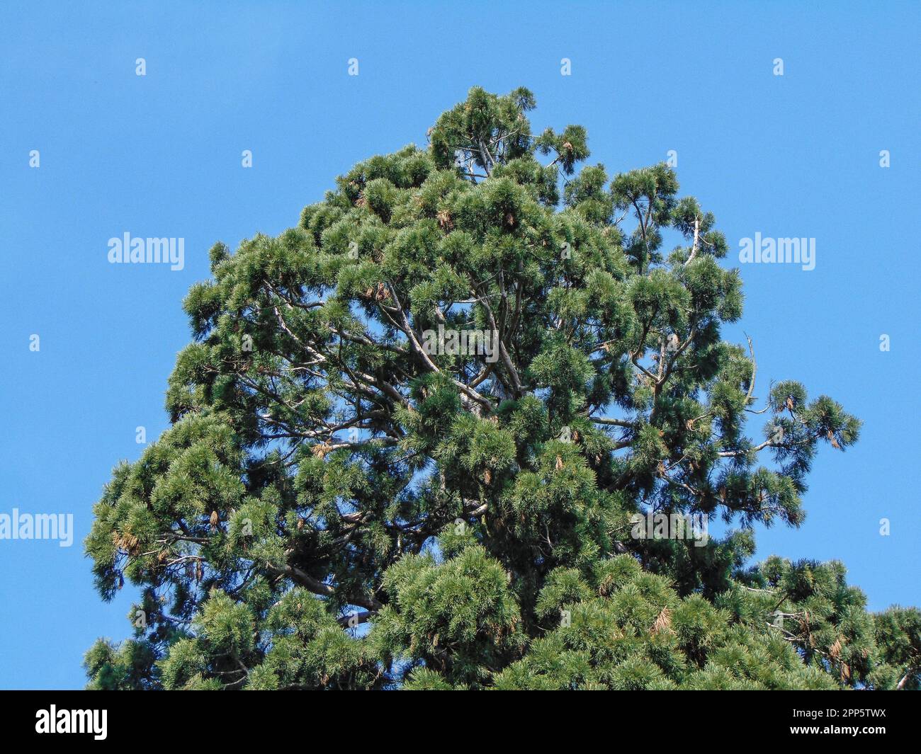 Sequoia gigantea tree in the village of Ardusat in Maramures county ...