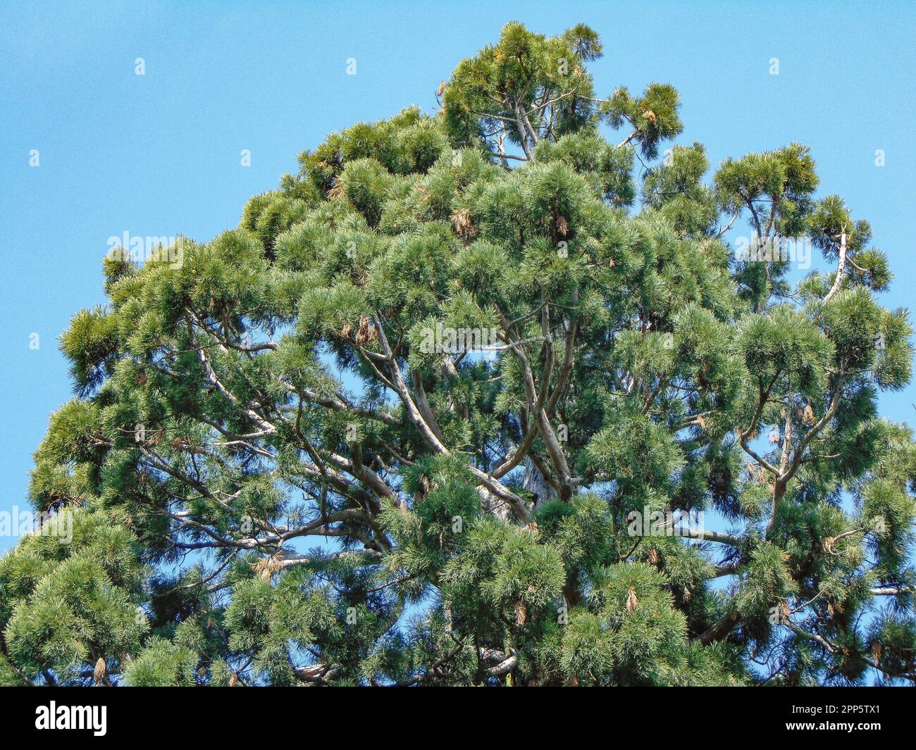 Sequoia gigantea tree in the village of Ardusat in Maramures county ...