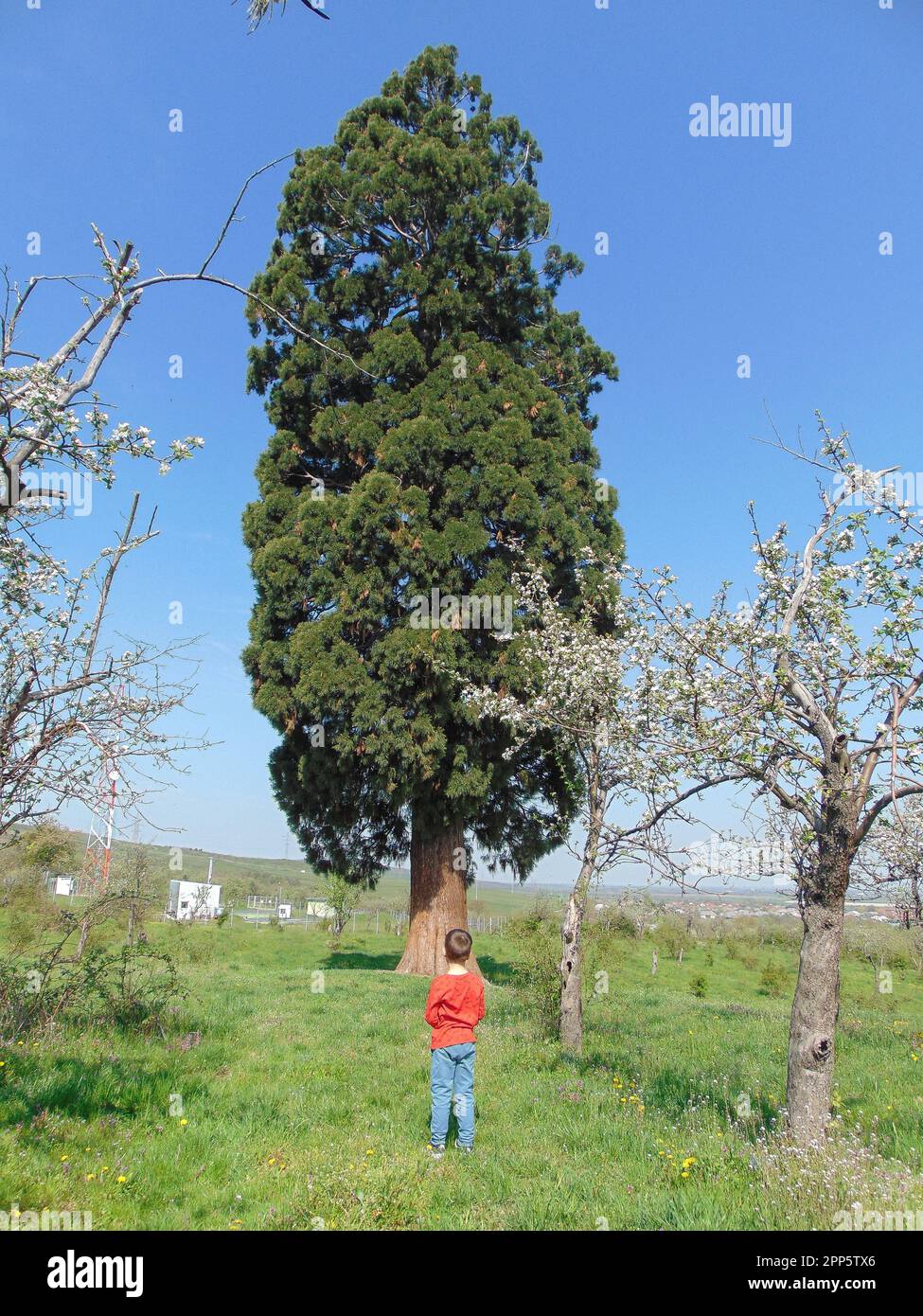 A child looks at a Sequoia gigantea tree, located in the village of ...