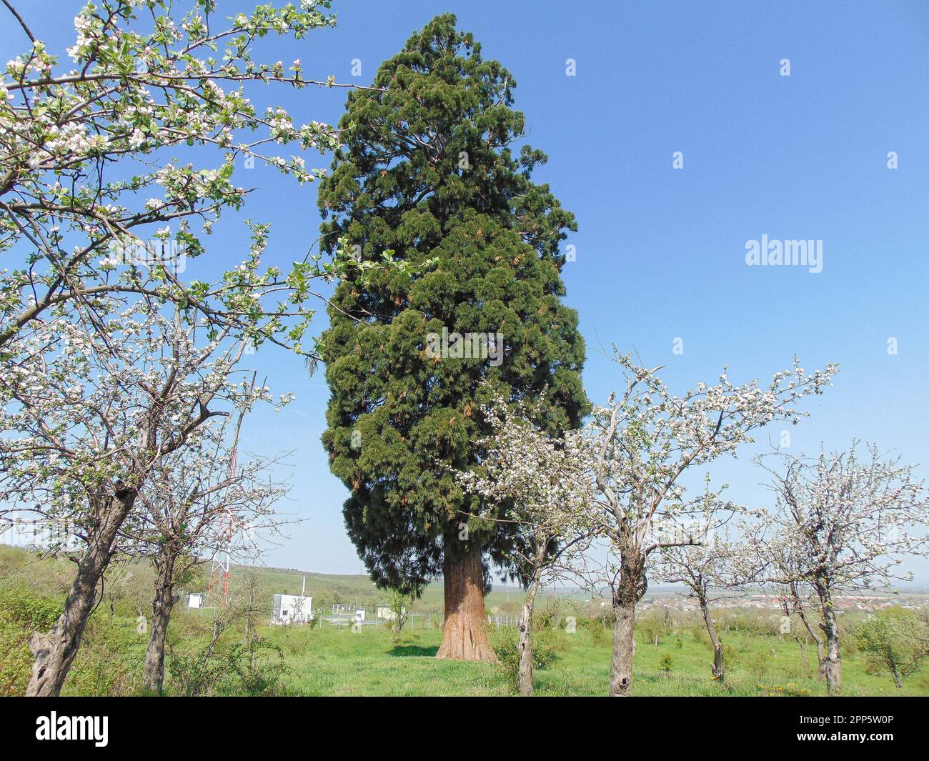 Sequoia gigantea tree in the village of Ardusat in Maramures county ...