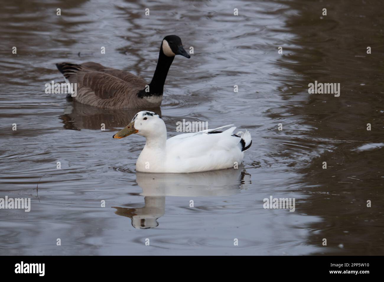 A rare Male leucistic Mallard on the shores of Lake Ontario Stock Photo ...