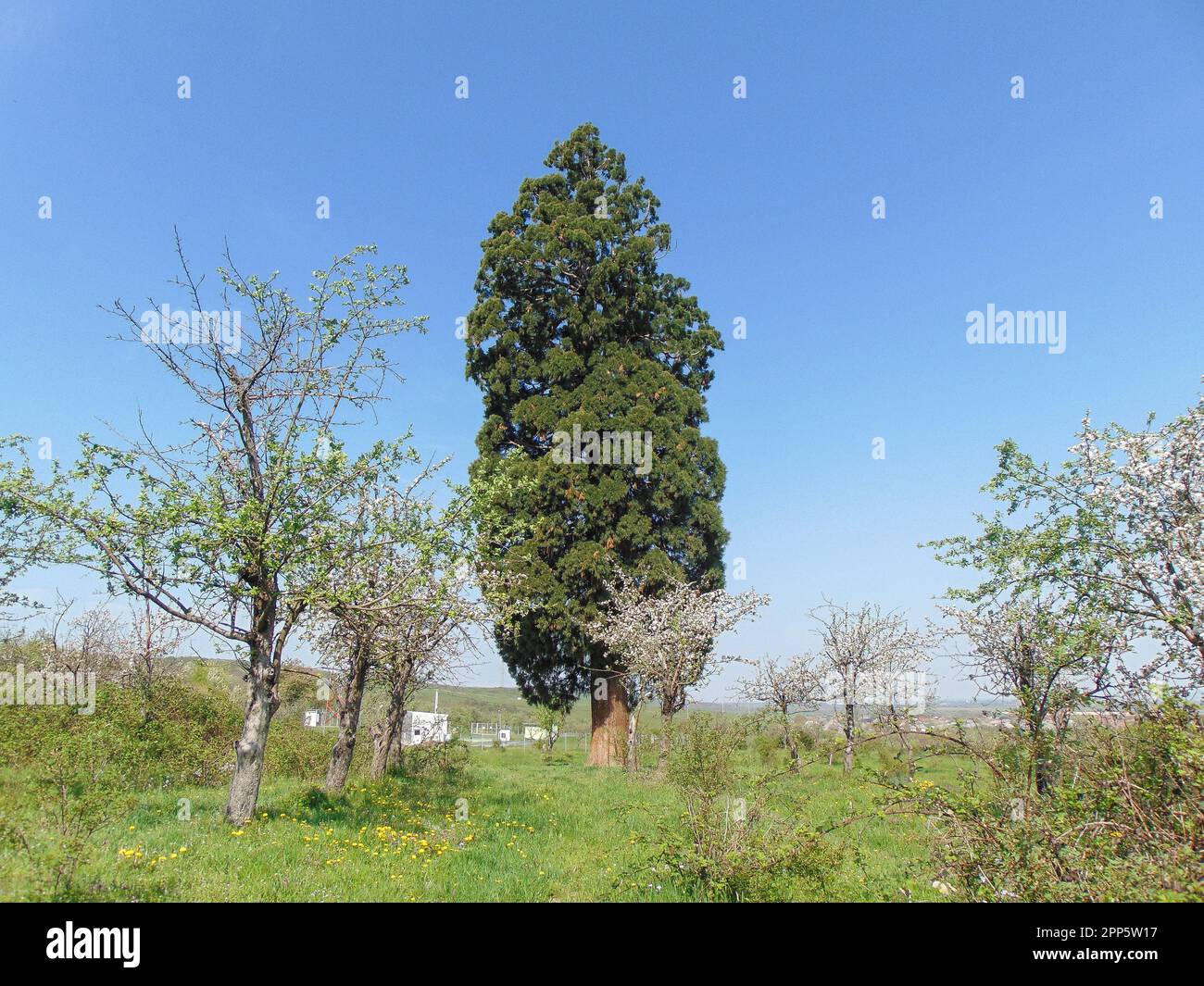 Sequoia gigantea tree in the village of Ardusat in Maramures county ...