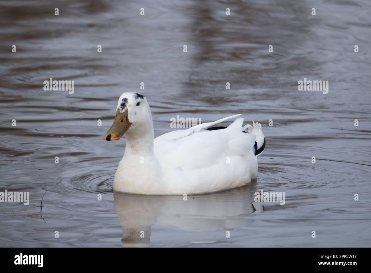 A rare Male leucistic Mallard on the shores of Lake Ontario Stock Photo ...