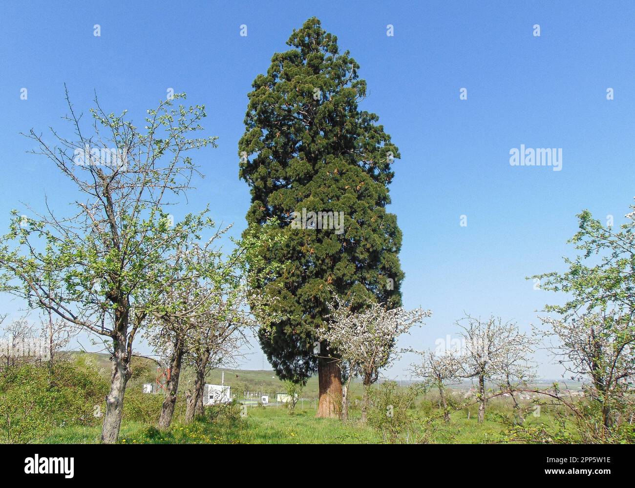 Sequoia gigantea tree in the village of Ardusat in Maramures county ...