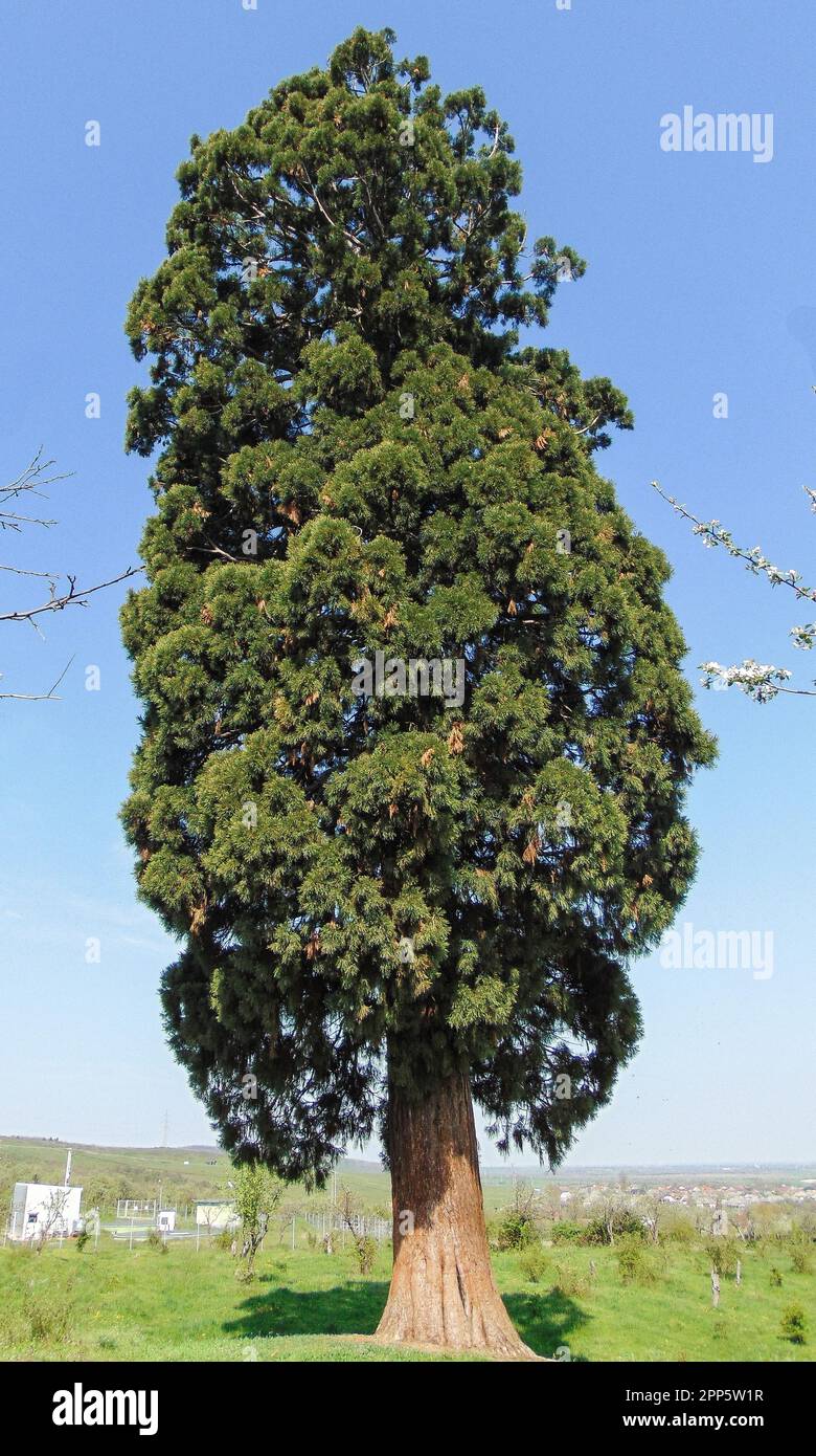 Sequoia gigantea tree in the village of Ardusat in Maramures county ...