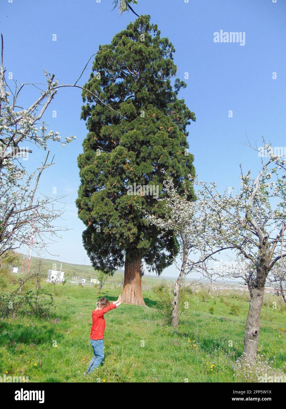 A child imitates pushing a Sequoia gigantea tree, located in the ...