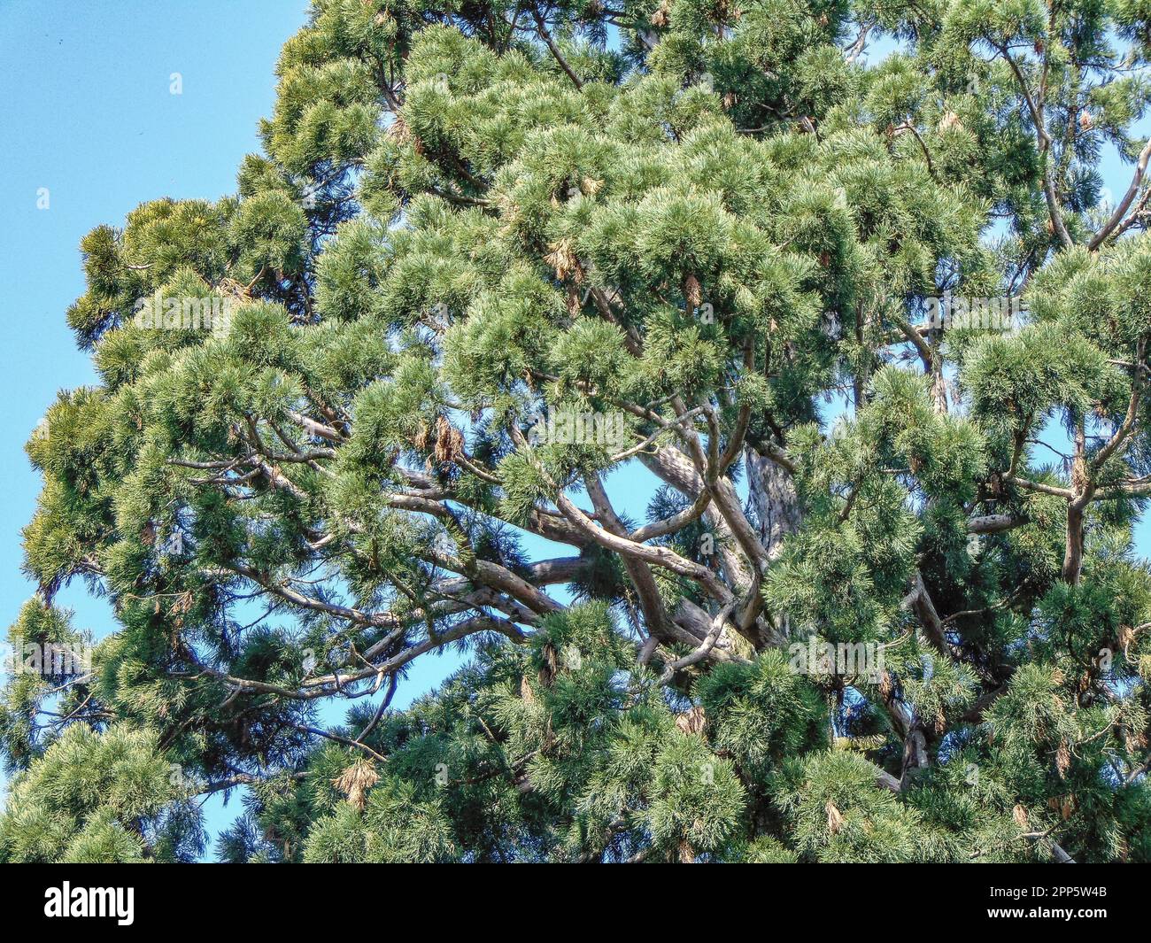 Sequoia gigantea tree in the village of Ardusat in Maramures county ...