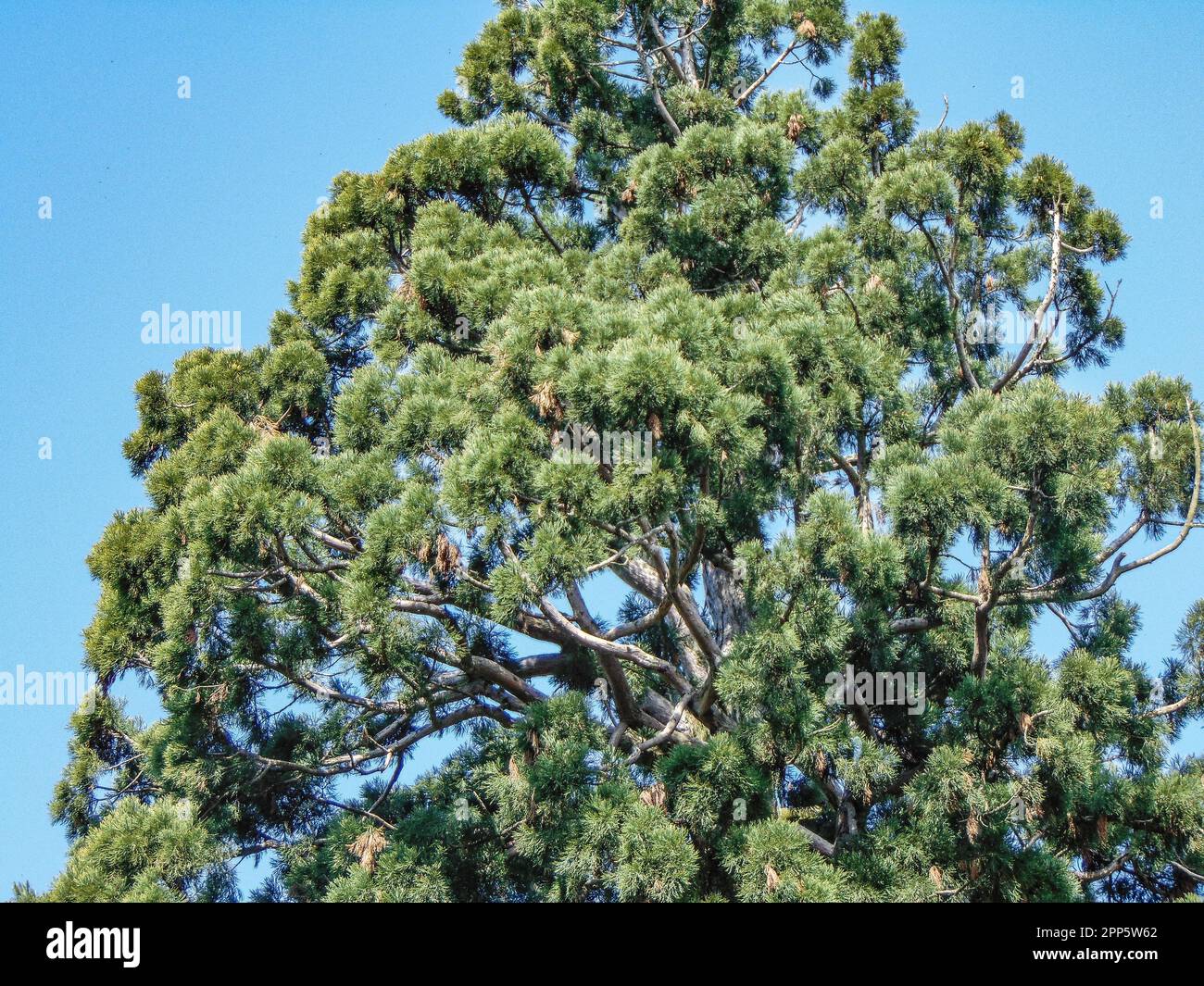 Sequoia gigantea tree in the village of Ardusat in Maramures county ...