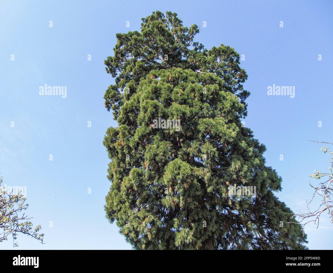 Sequoia gigantea tree in the village of Ardusat in Maramures county ...