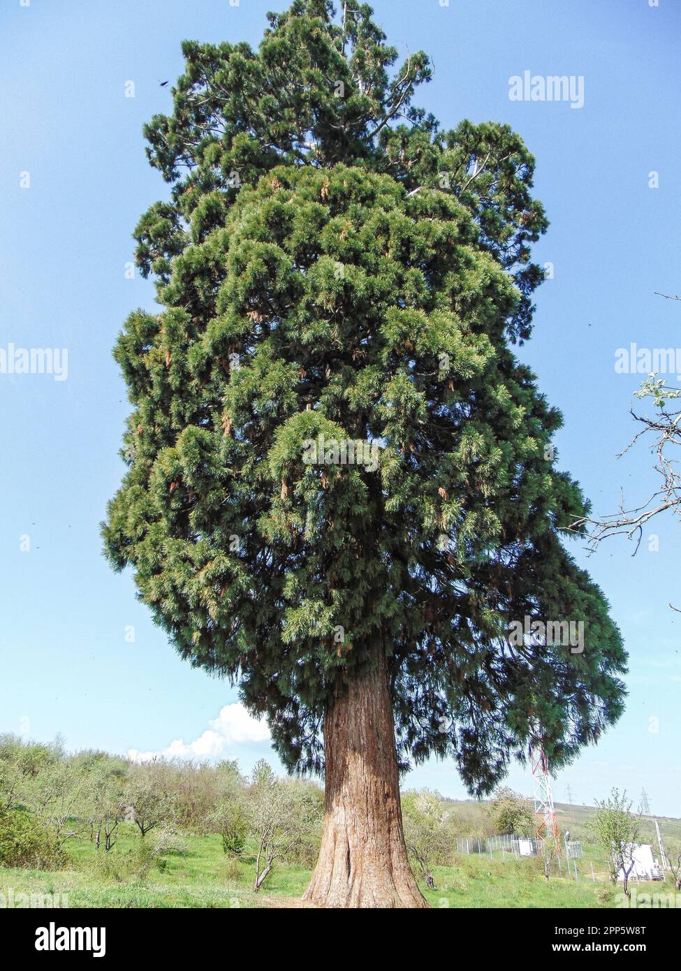 Sequoia gigantea tree in the village of Ardusat in Maramures county ...