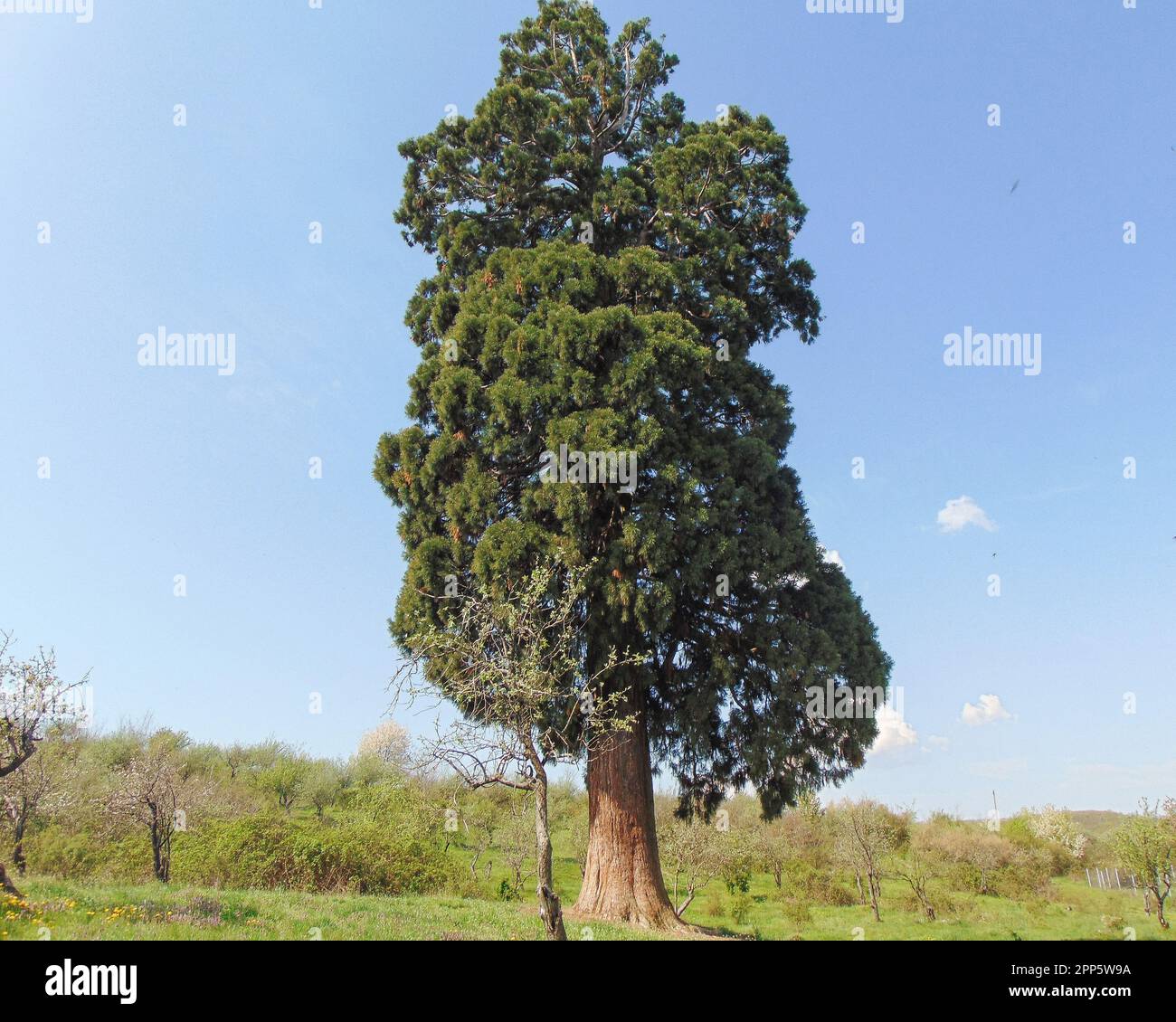 Sequoia gigantea tree in the village of Ardusat in Maramures county ...