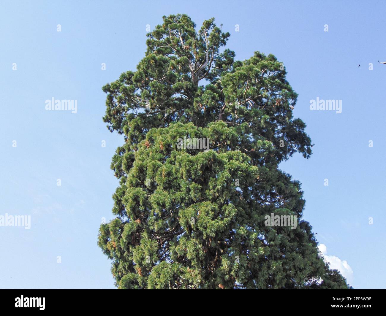 Sequoia gigantea tree in the village of Ardusat in Maramures county ...