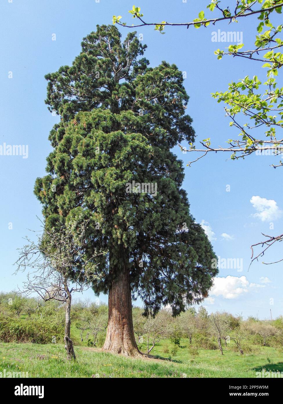 Sequoia gigantea tree in the village of Ardusat in Maramures county ...
