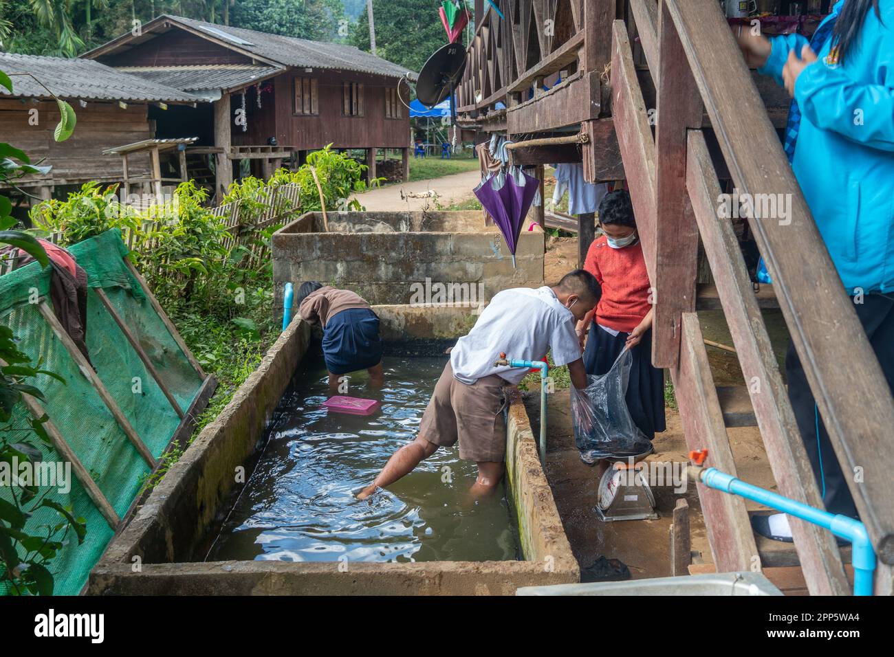 Children farming catfish in Ban Huai Hillside Village, a Rural Northern ...