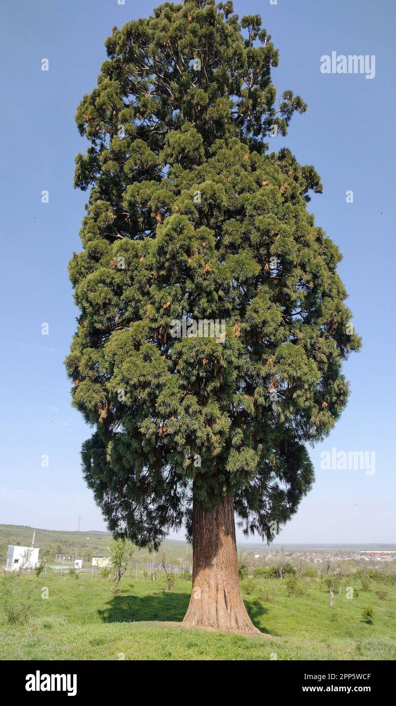 Sequoia gigantea tree in the village of Ardusat in Maramures county ...
