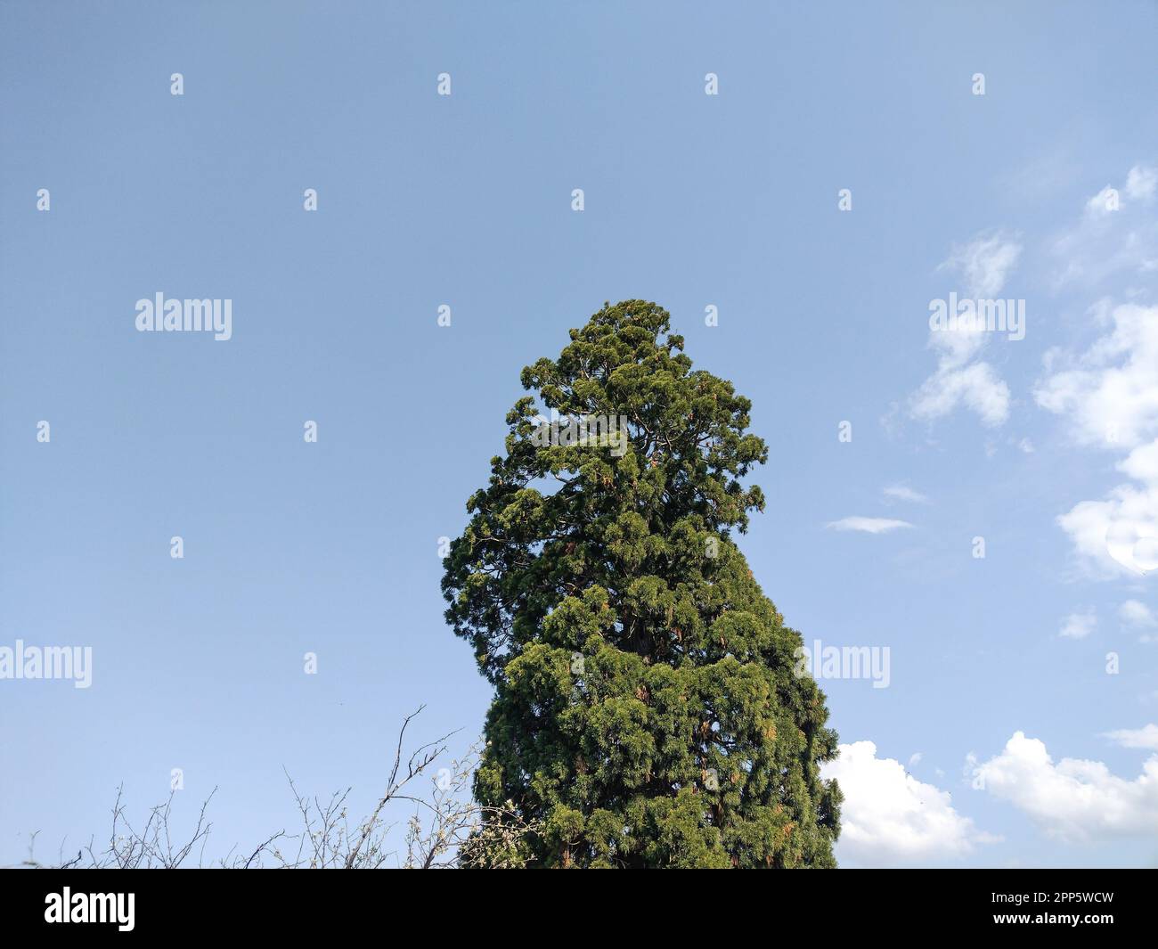 Sequoia gigantea tree in the village of Ardusat in Maramures county ...