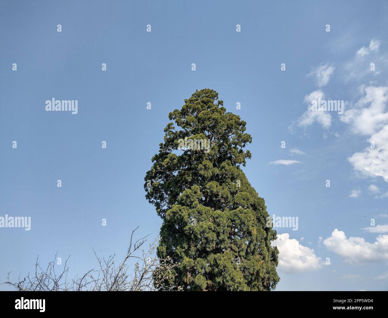 Sequoia gigantea tree in the village of Ardusat in Maramures county ...