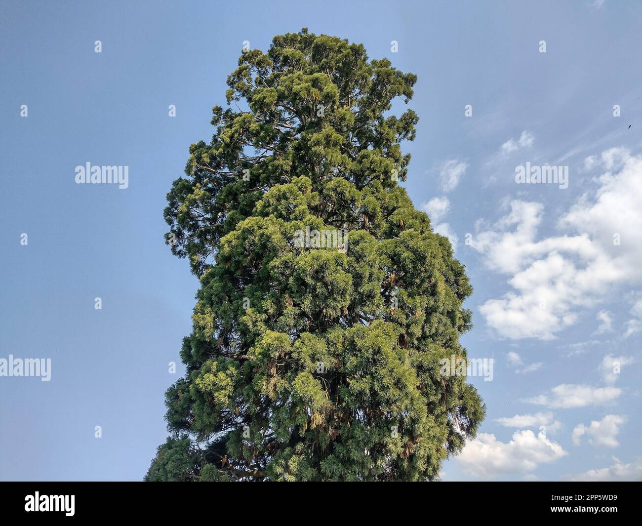Sequoia gigantea tree in the village of Ardusat in Maramures county ...