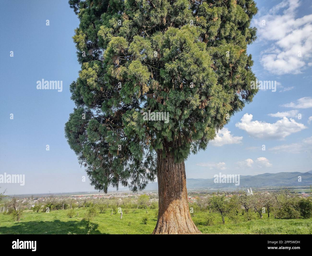 Sequoia gigantea tree in the village of Ardusat in Maramures county ...