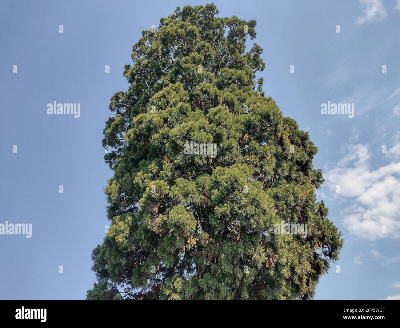 Sequoia tree in maramures hi-res stock photography and images - Alamy