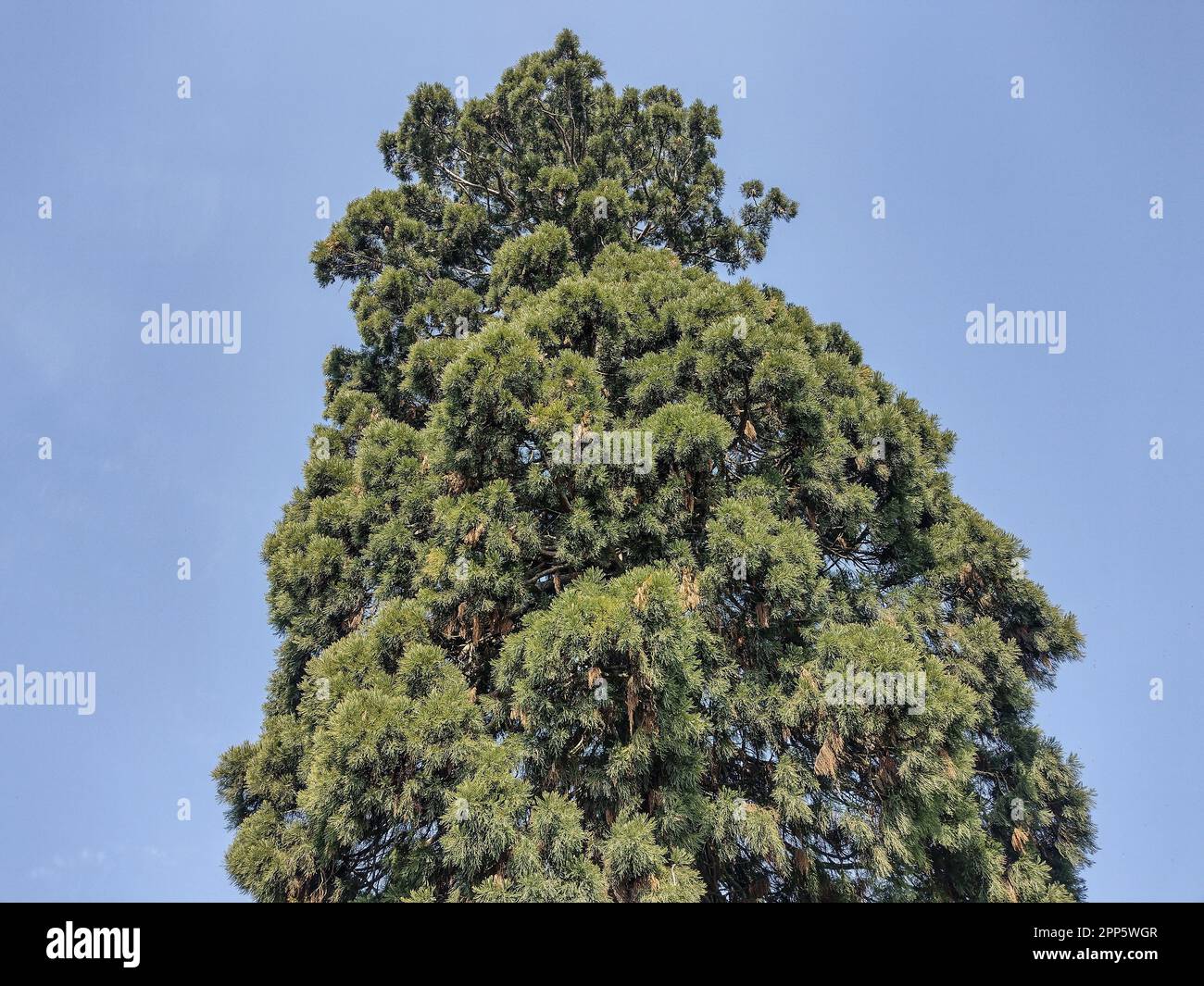 Sequoia tree in maramures hi-res stock photography and images - Alamy