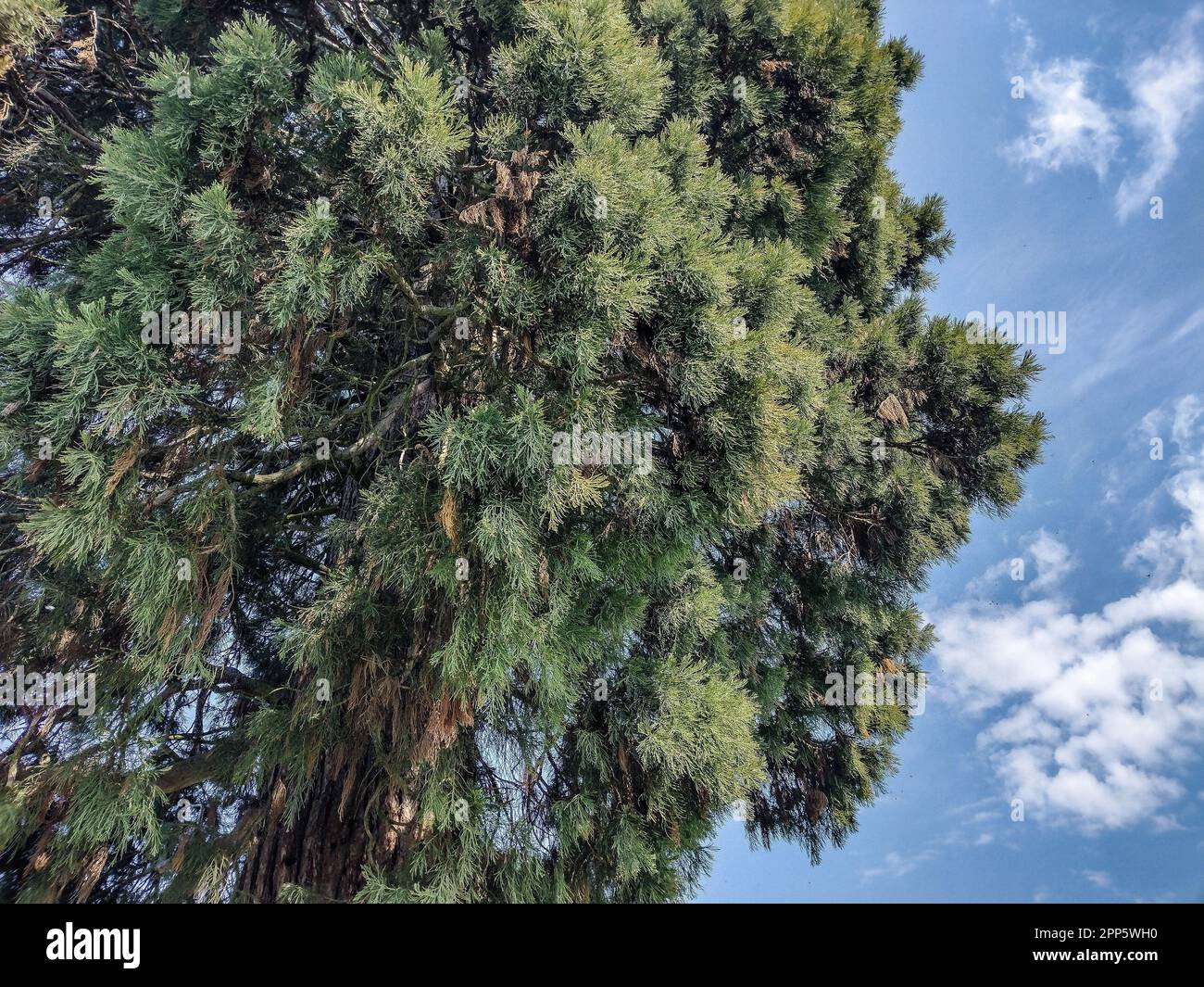 Sequoia gigantea tree in the village of Ardusat in Maramures county ...
