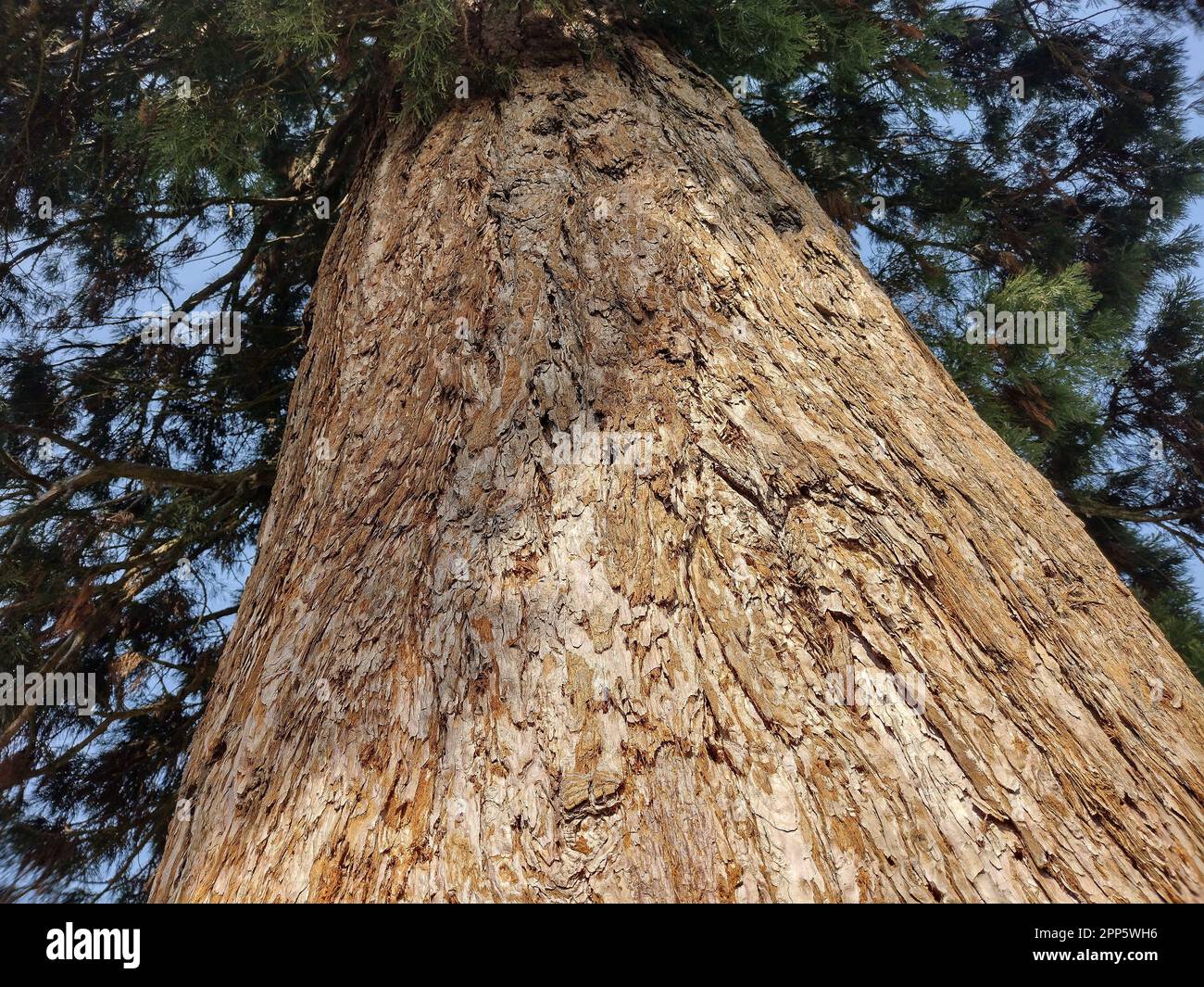 The trunk of a Sequoia gigantea tree, located in the village of Ardusat ...