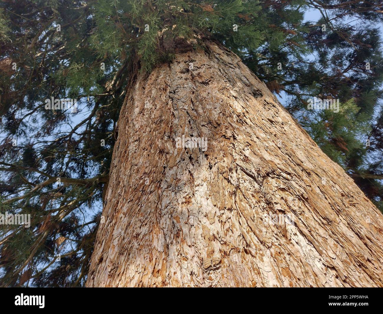 The trunk of a Sequoia gigantea tree, located in the village of Ardusat ...