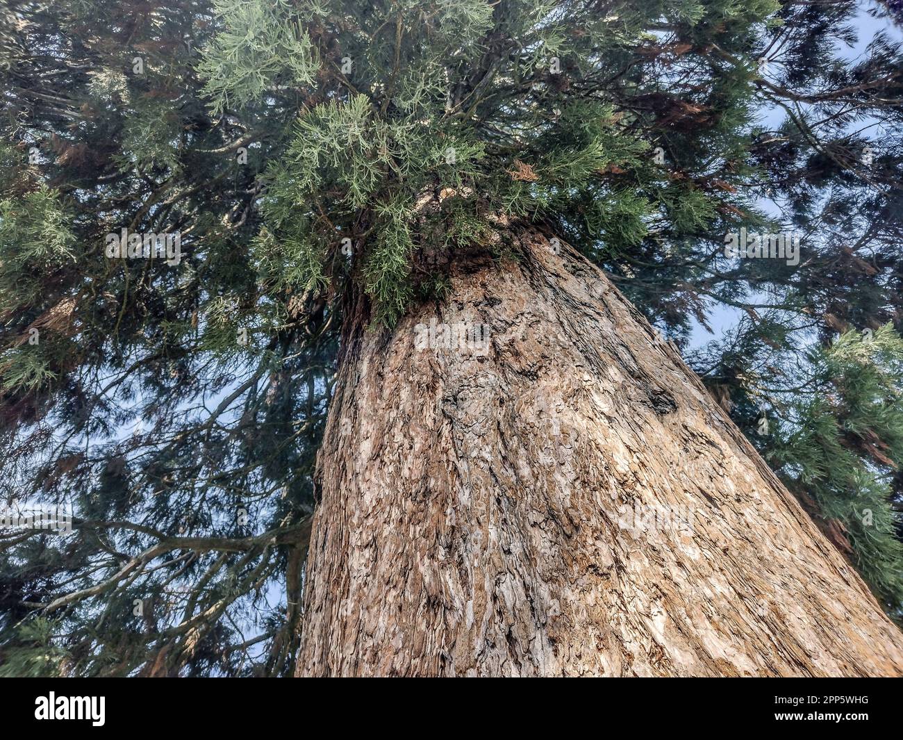 The trunk of a Sequoia gigantea tree, located in the village of Ardusat ...