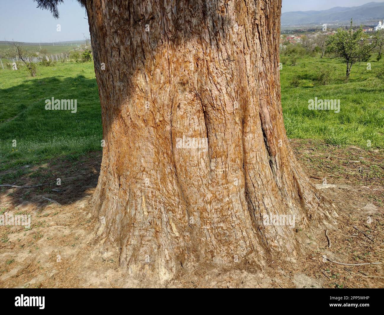 The trunk of a Sequoia gigantea tree, located in the village of Ardusat ...