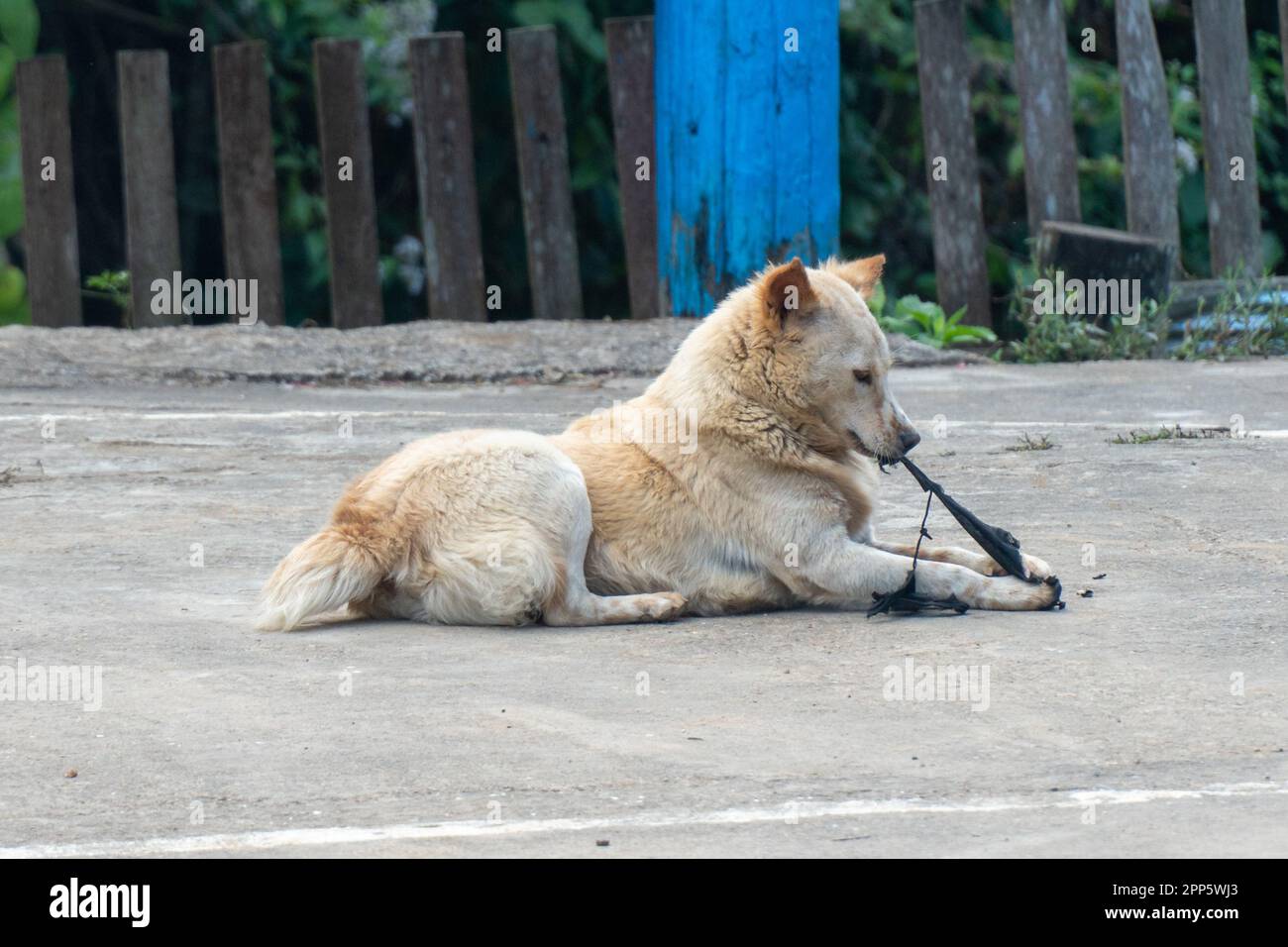 Dog chews on rugger in Huai Hillside Village, a Rural Northern Thailand ...