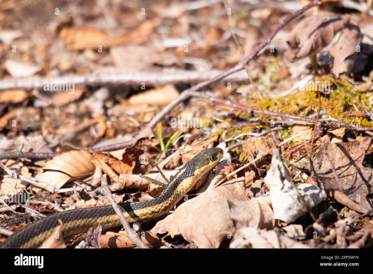 Eastern Garter Snake in Canada Stock Photo - Alamy
