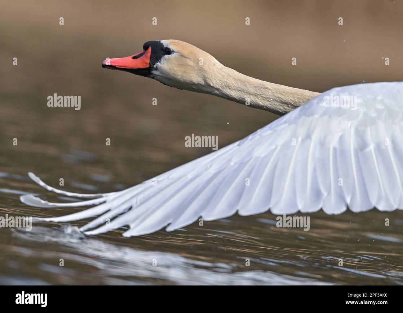 Kersdorf, Germany. 05th Apr, 2023. A mute swan (Cygnus olor) flies ...