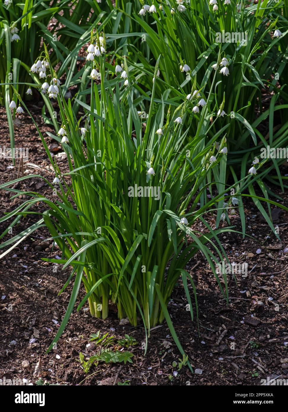 Leucojum flowers hi-res stock photography and images - Alamy