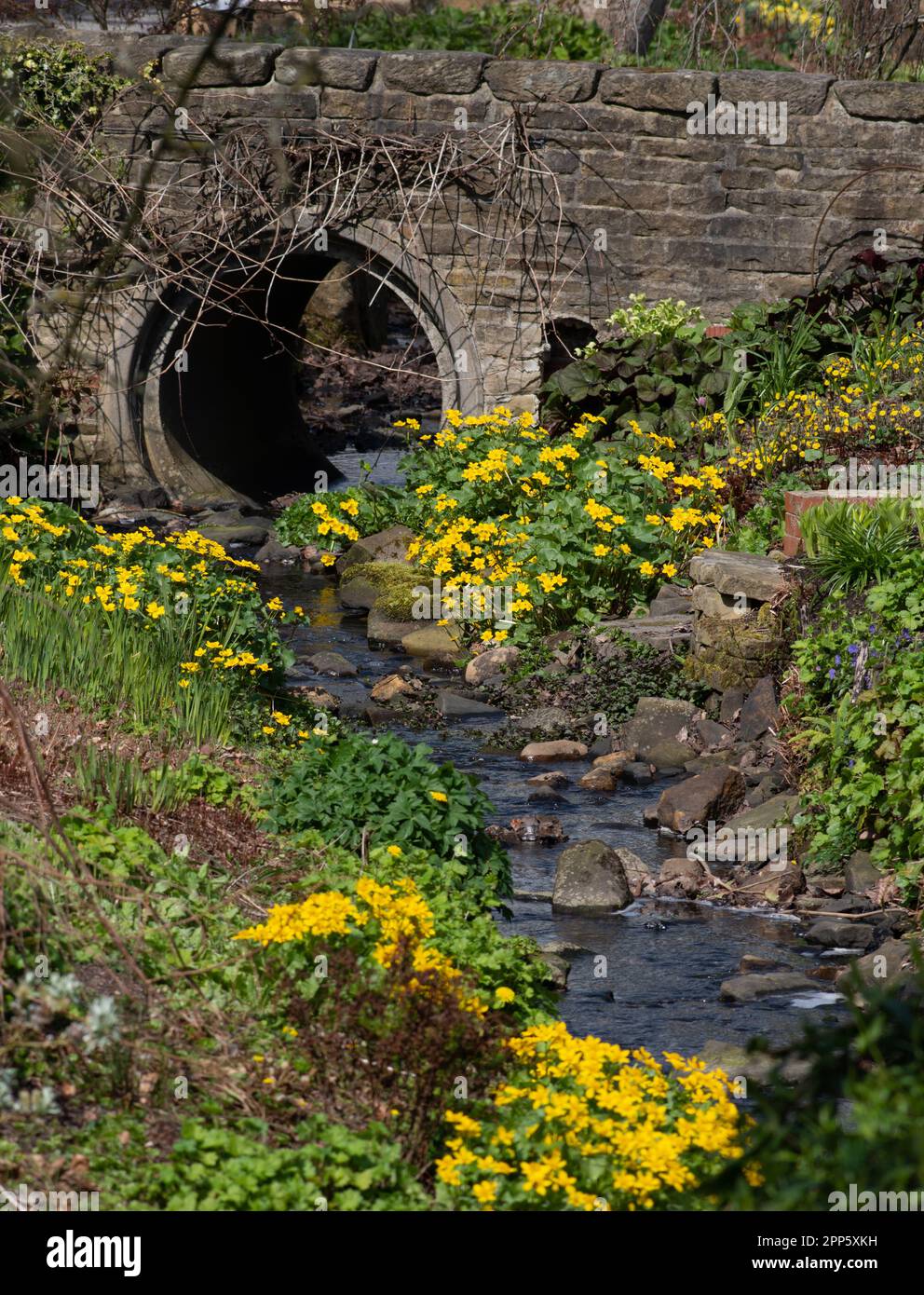 Marsh marigolds at RHS Harlow Carr Stock Photo - Alamy