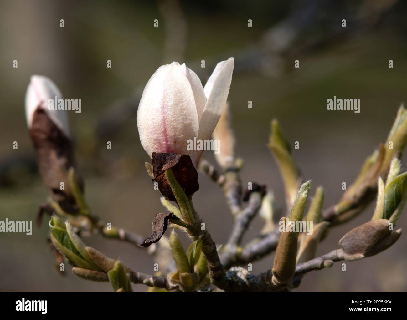 Fireglow hi-res stock photography and images - Alamy