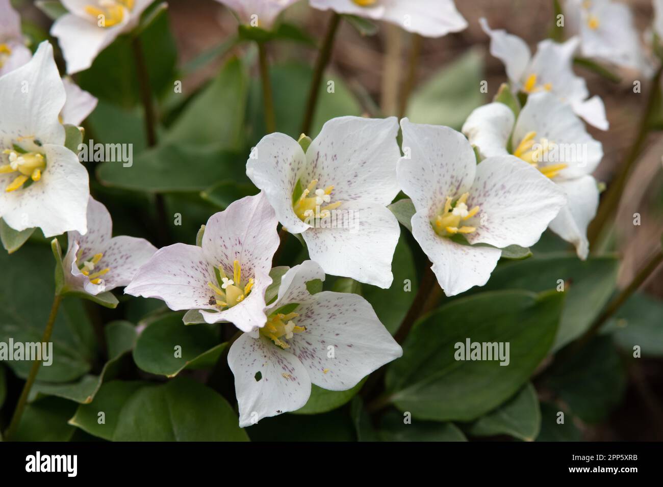 Trillium hi-res stock photography and images - Alamy