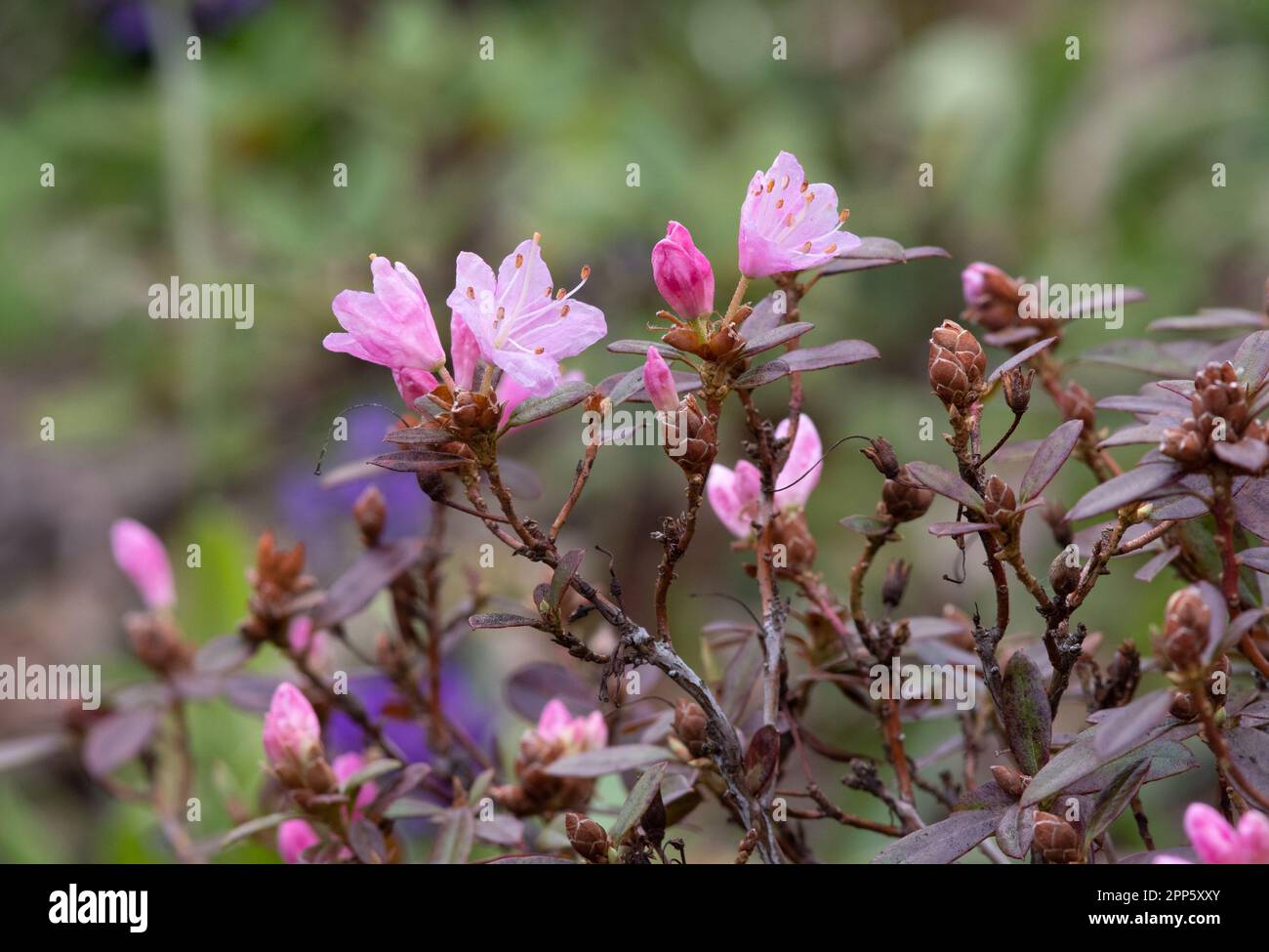 Dwarf rhododendron hi-res stock photography and images - Alamy