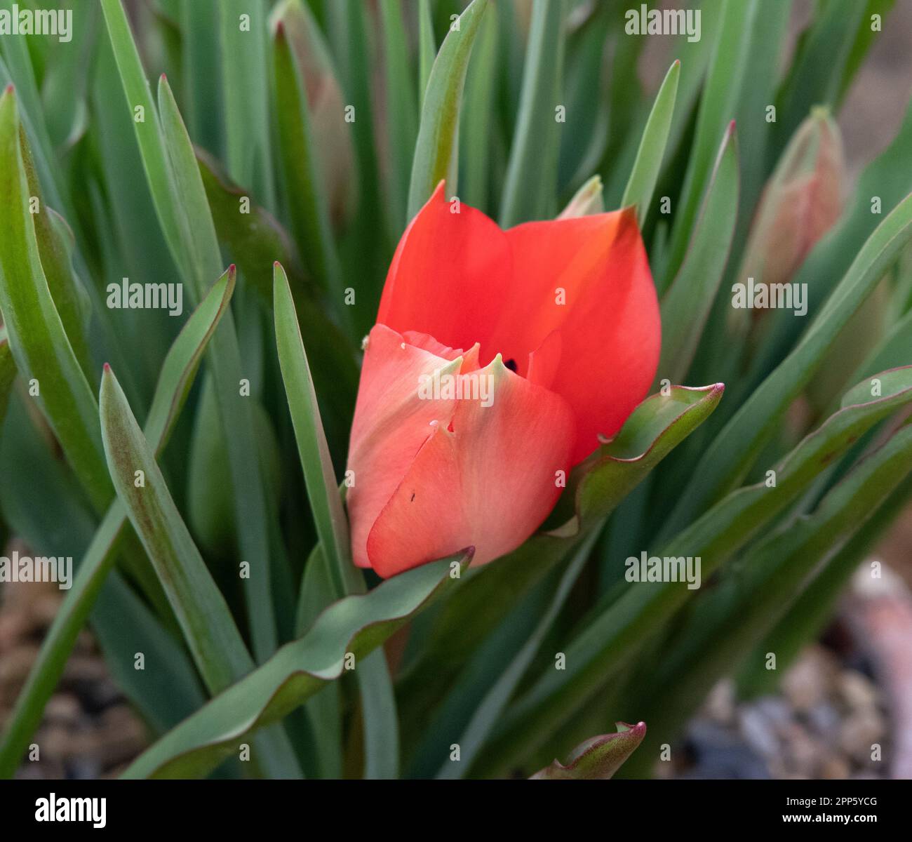 Flax leaved tulip hi-res stock photography and images - Alamy