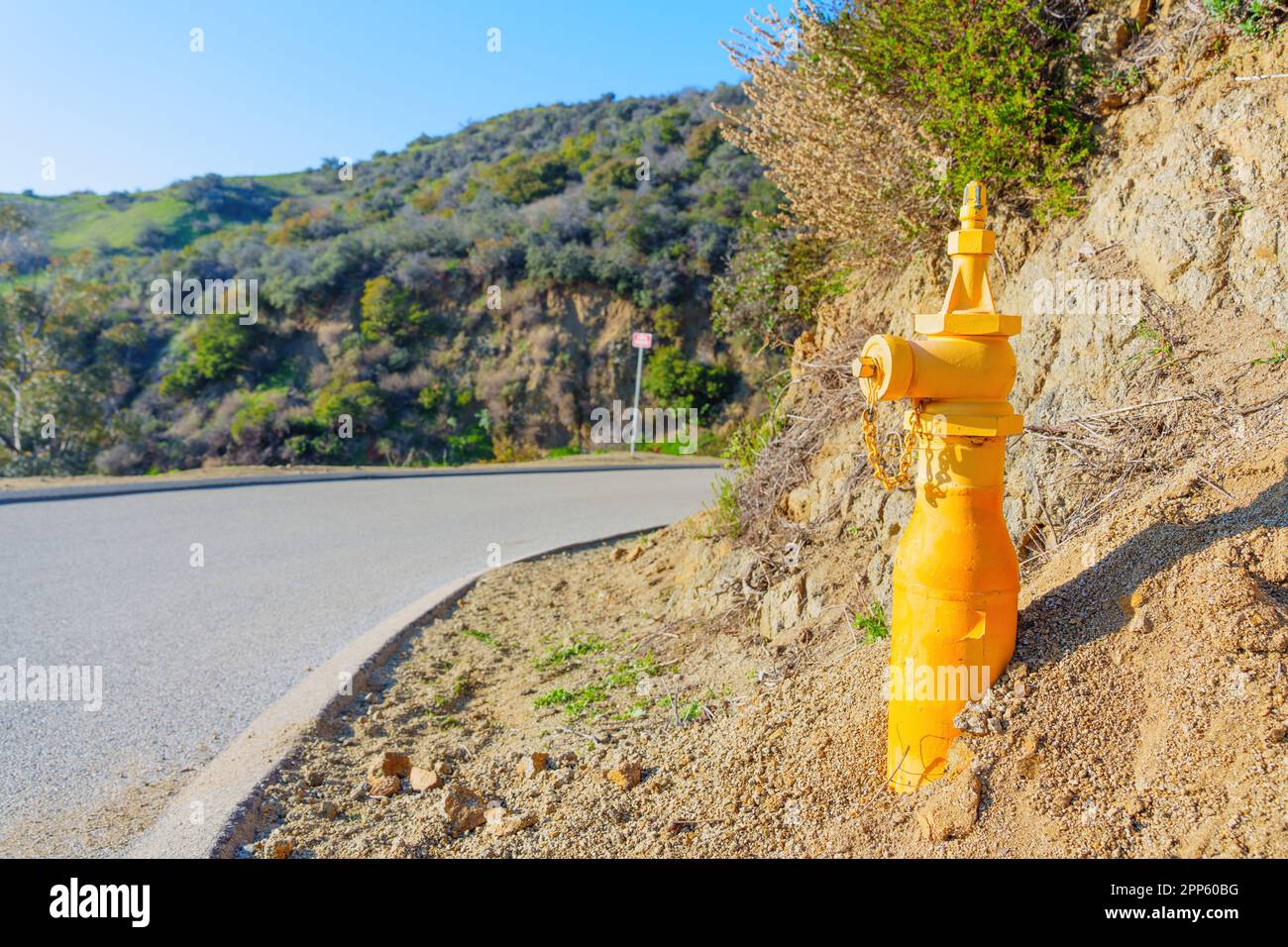 Yellow fire hydrant installed by a paved fire road in Runyon Canyon ...