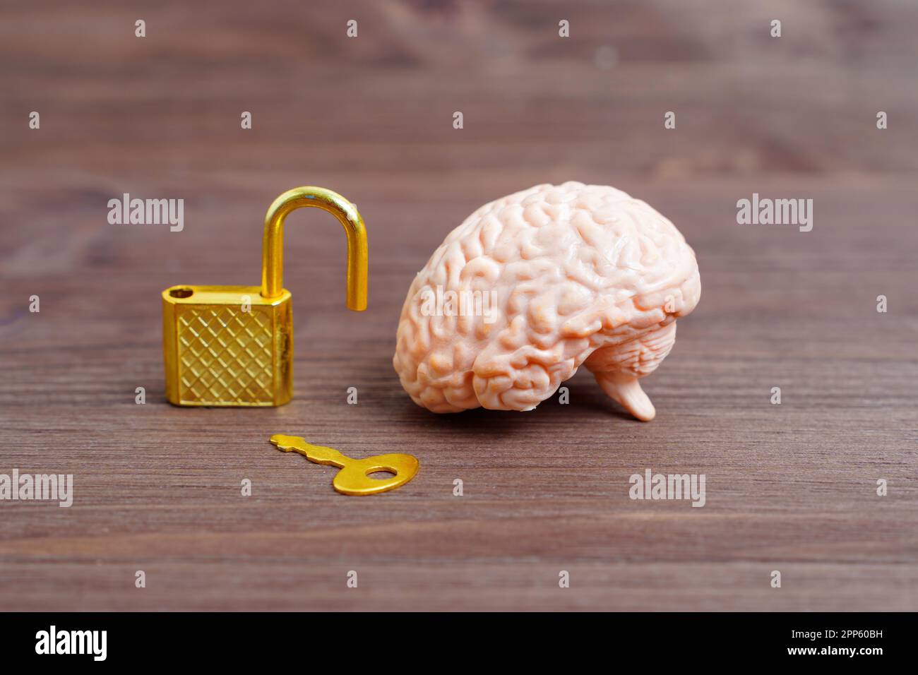 Anatomical human brain model, open padlock and key placed on a dark ...